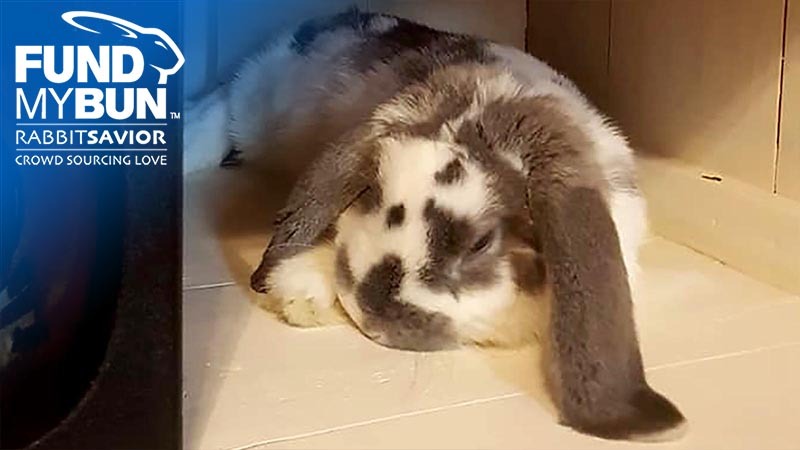 FMB Hare 220510 - Rabbit Savior