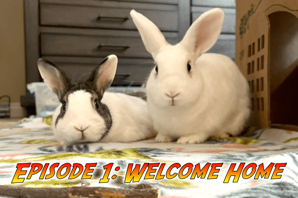 Episode 1: Welcome Home - Rabbit Savior