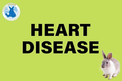 Kanfer's Answers - Heart Disease - Rabbit Savior